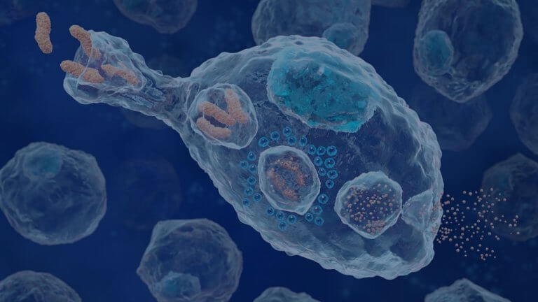 Inflammaging and gut microbiota