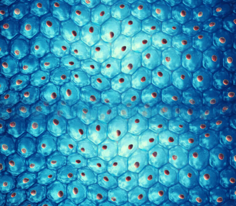 Preservation of stem cells from adipose tissue